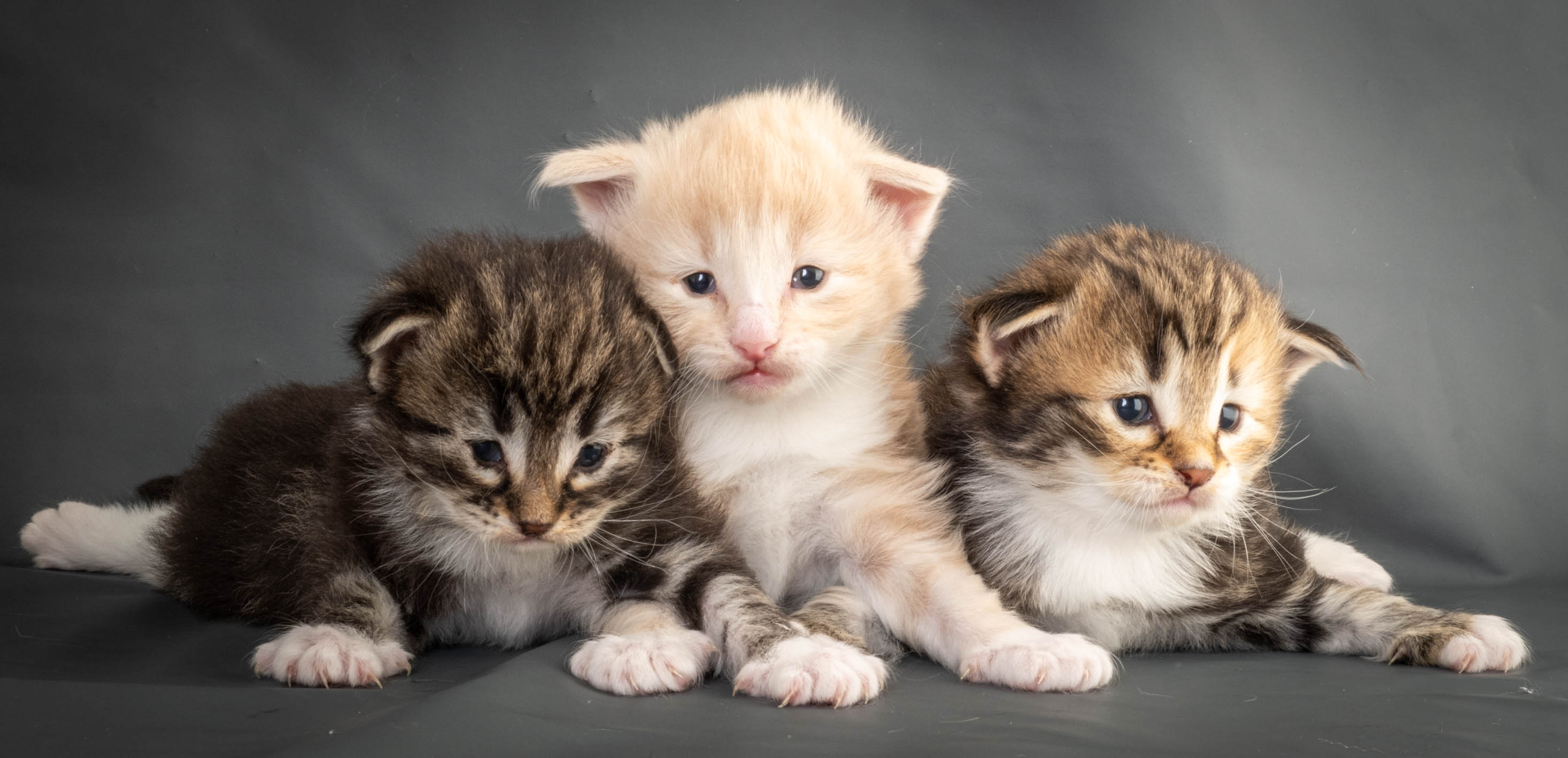 L4-LITTER - Migotos